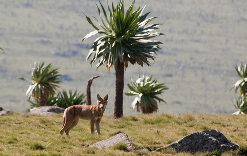 Conservation and research of the Ethiopian wolf | Whitley Award