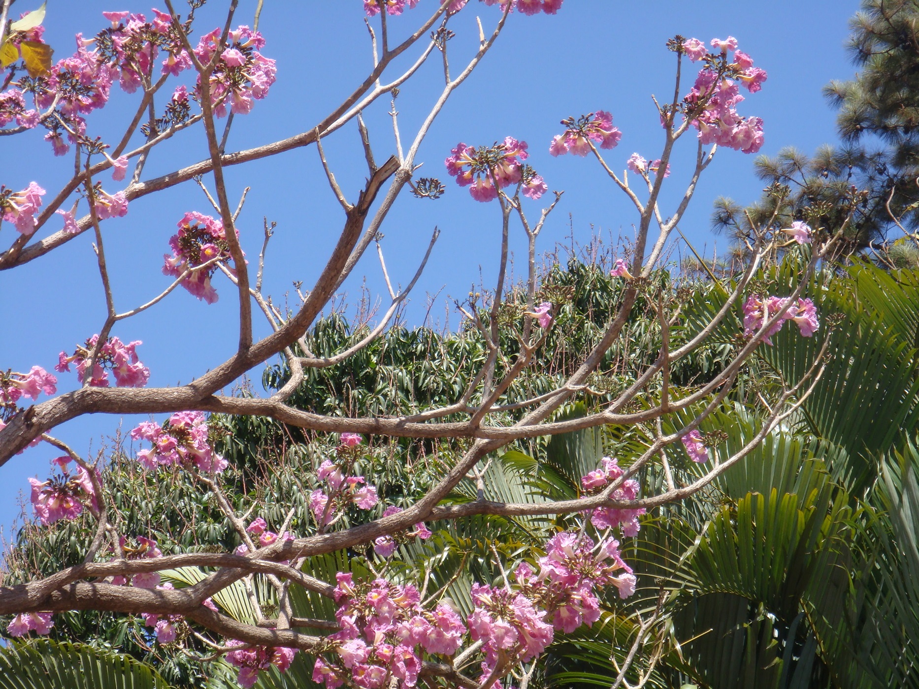 Conservation of endangered species, Brazil | Whitley Award