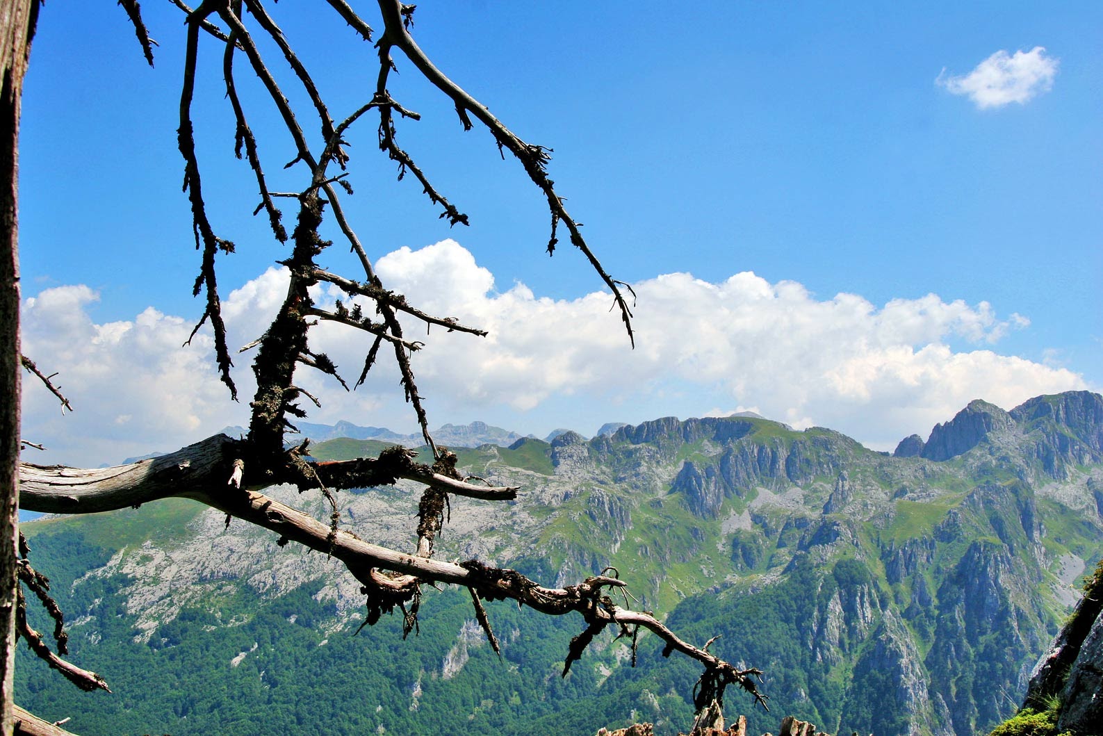 Conservation of the Longfingered Bat, Croatia | Whitley Award
