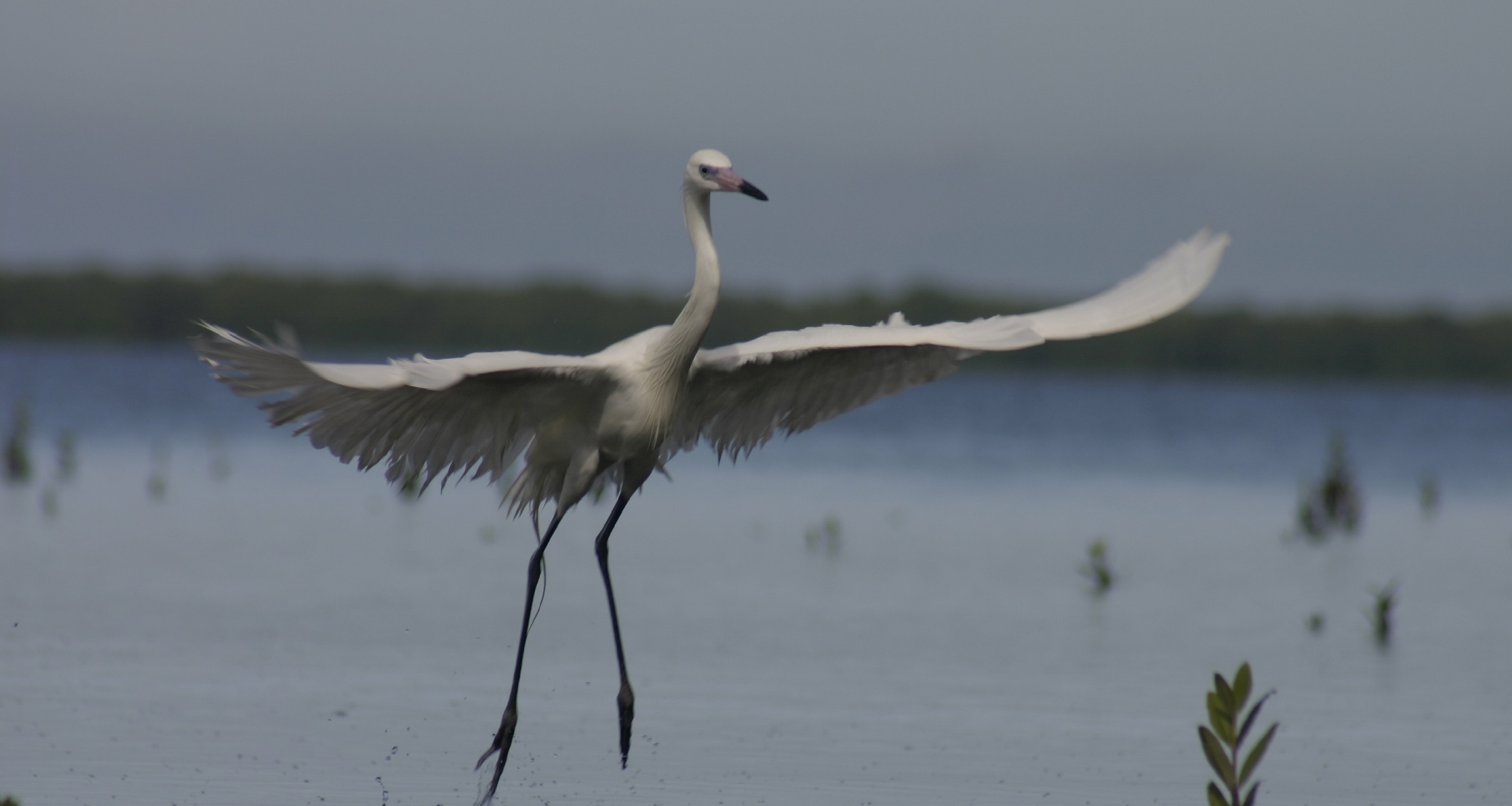 Waterbird ecology and wetlands project, Cuba | Whitley Award