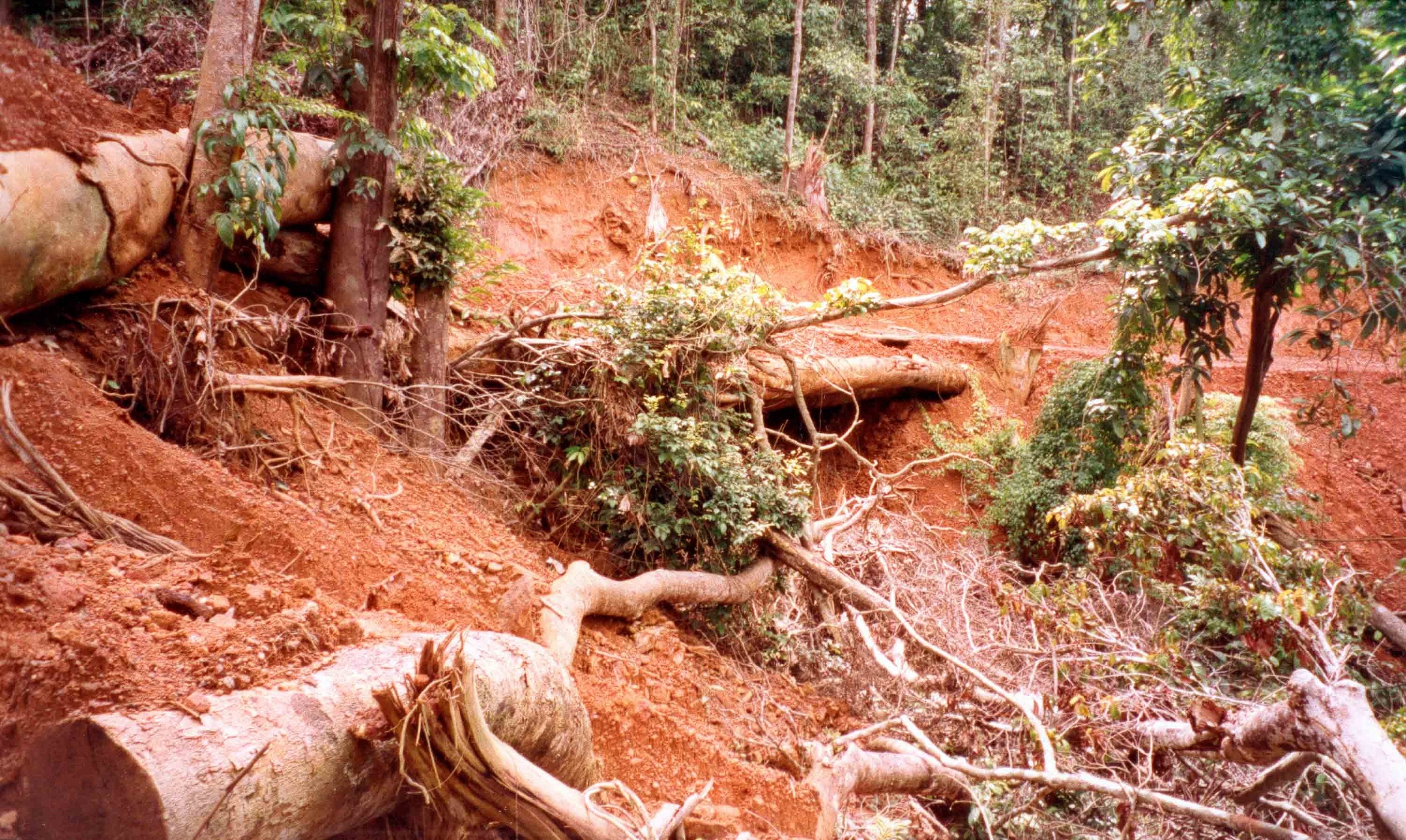 Liberia Forest and Human Rights Campaign | Whitley Award