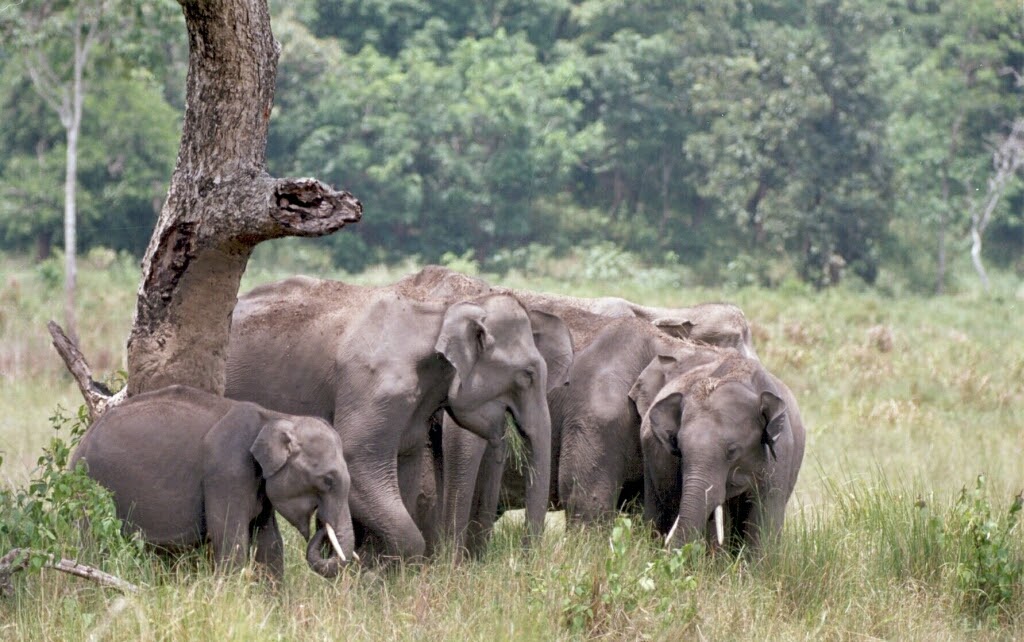 Asian Elephants in the Nilgiri Landscape, India | Whitley Award