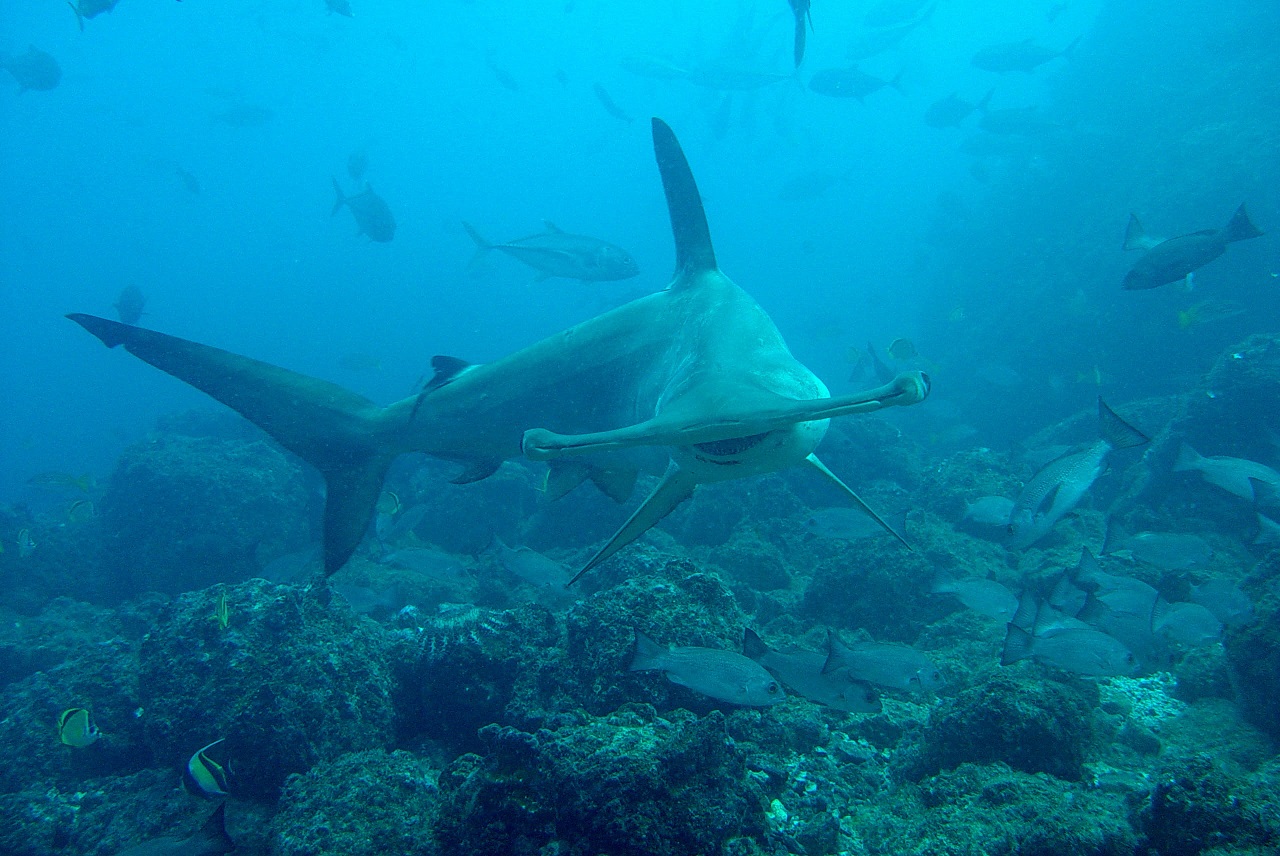 Sharks and fisheries, Costa Rica | Whitley Award