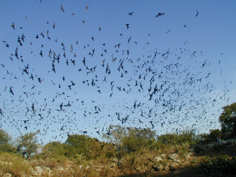 Mexico’s Batman | Whitley Award