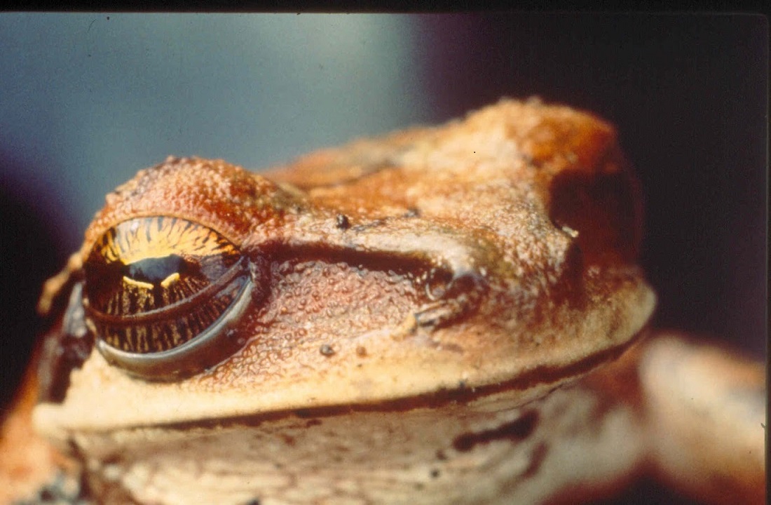 Endangered native plants of Colombia | Whitley Award