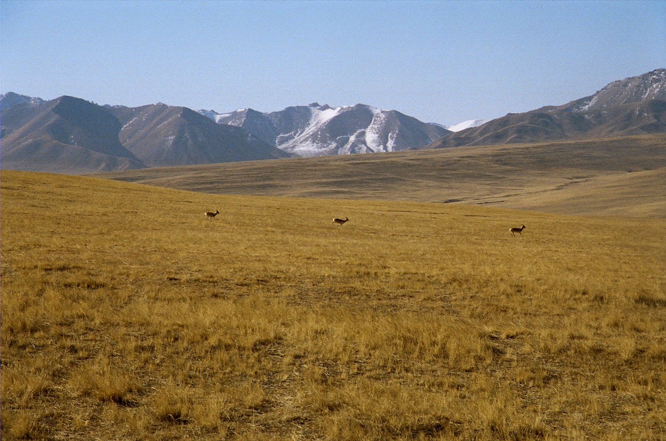 Conservation of the Przewalski’s gazelle at Qinghai Lake, China ...