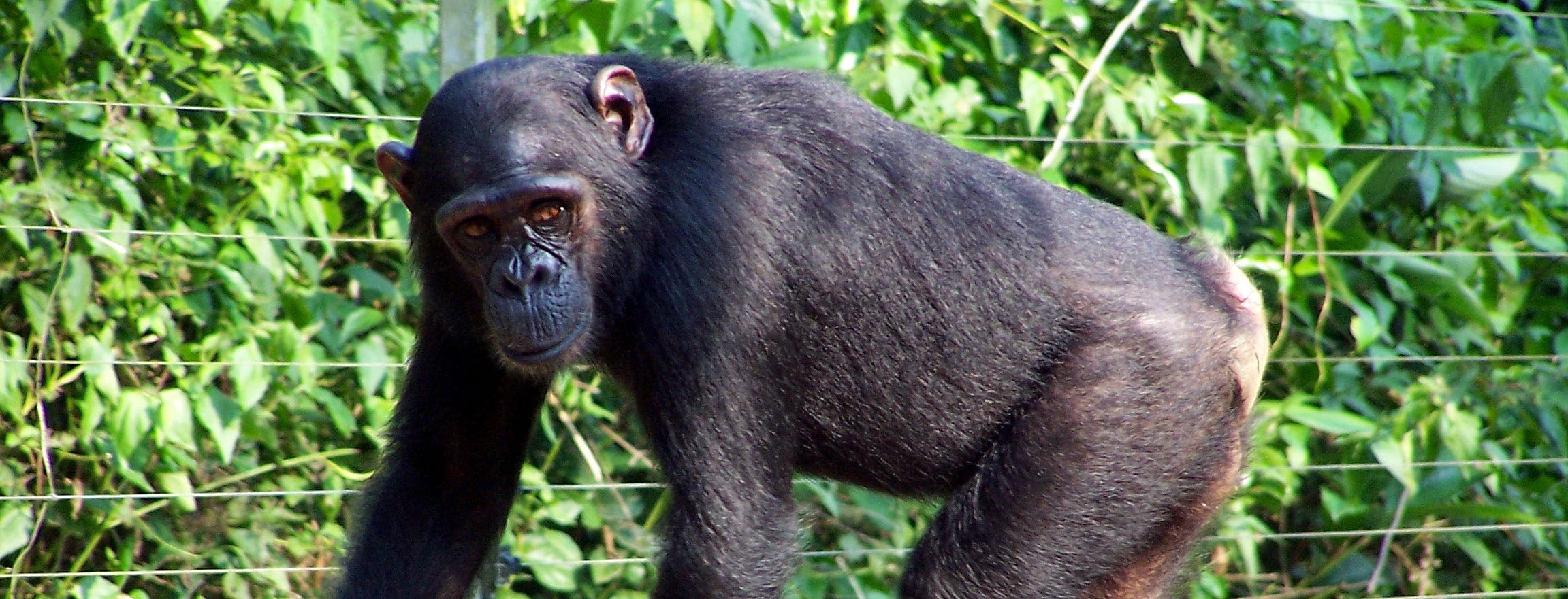 Great ape conservation: Dja Faunal Reserve, Cameroon | Whitley Award