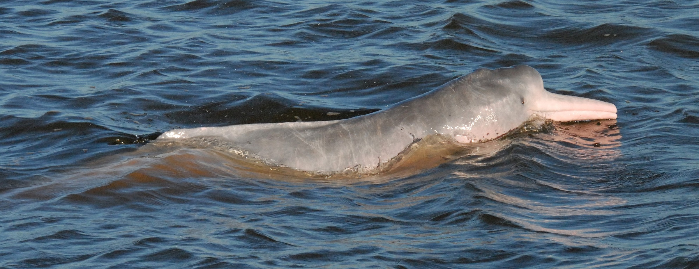 Amazon river dolphins, Colombia | Whitley Award