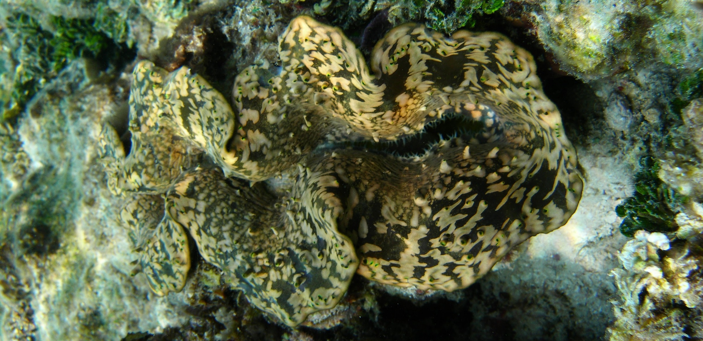 Establishing marine protected areas to protect the giant clam, India ...
