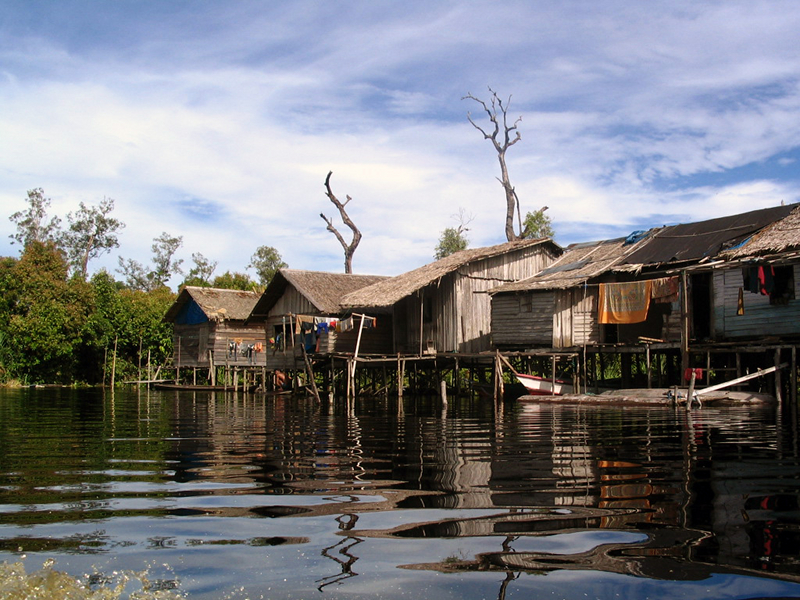 Tropical peat forest in Sebangau National Park, Kalimantan | Whitley Award