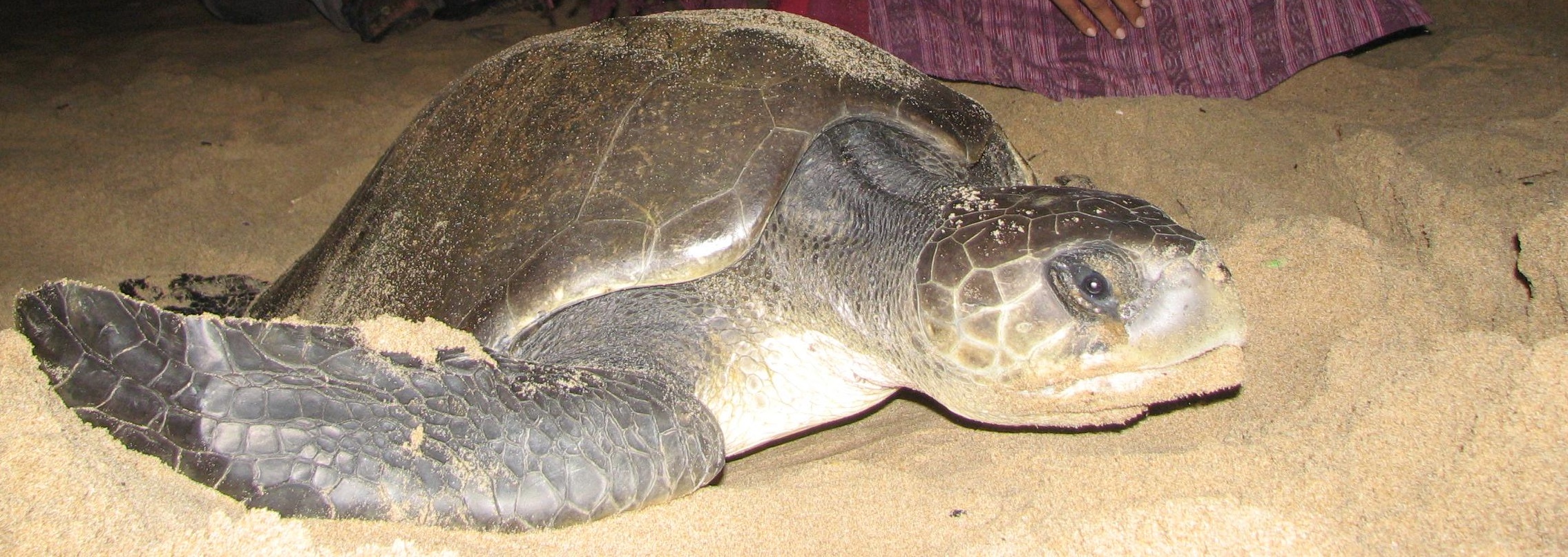 Community based conservation of sea turtles and dolphins, India