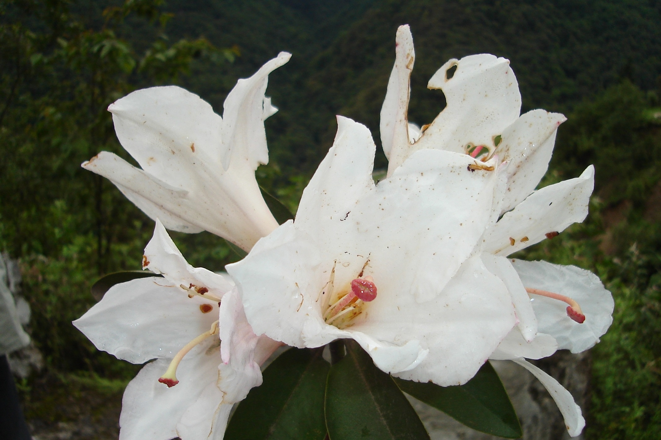 Conservation of wild Rhododendrons, Eastern Himalayas | Whitley Award