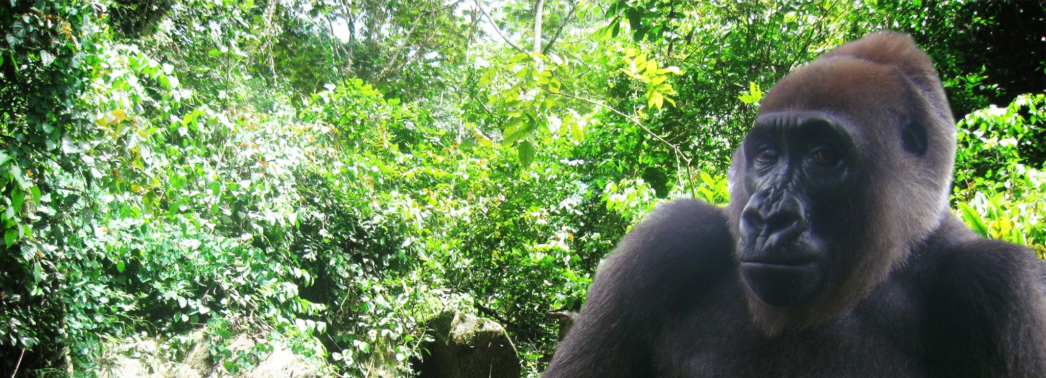 Lebialem Highlands, Cameroon | Whitley Award