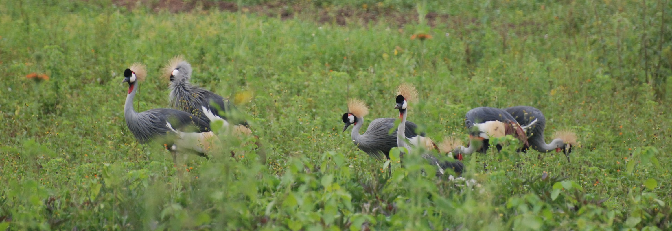 Threatened parrots, Bolivia and Argentina | Whitley Award