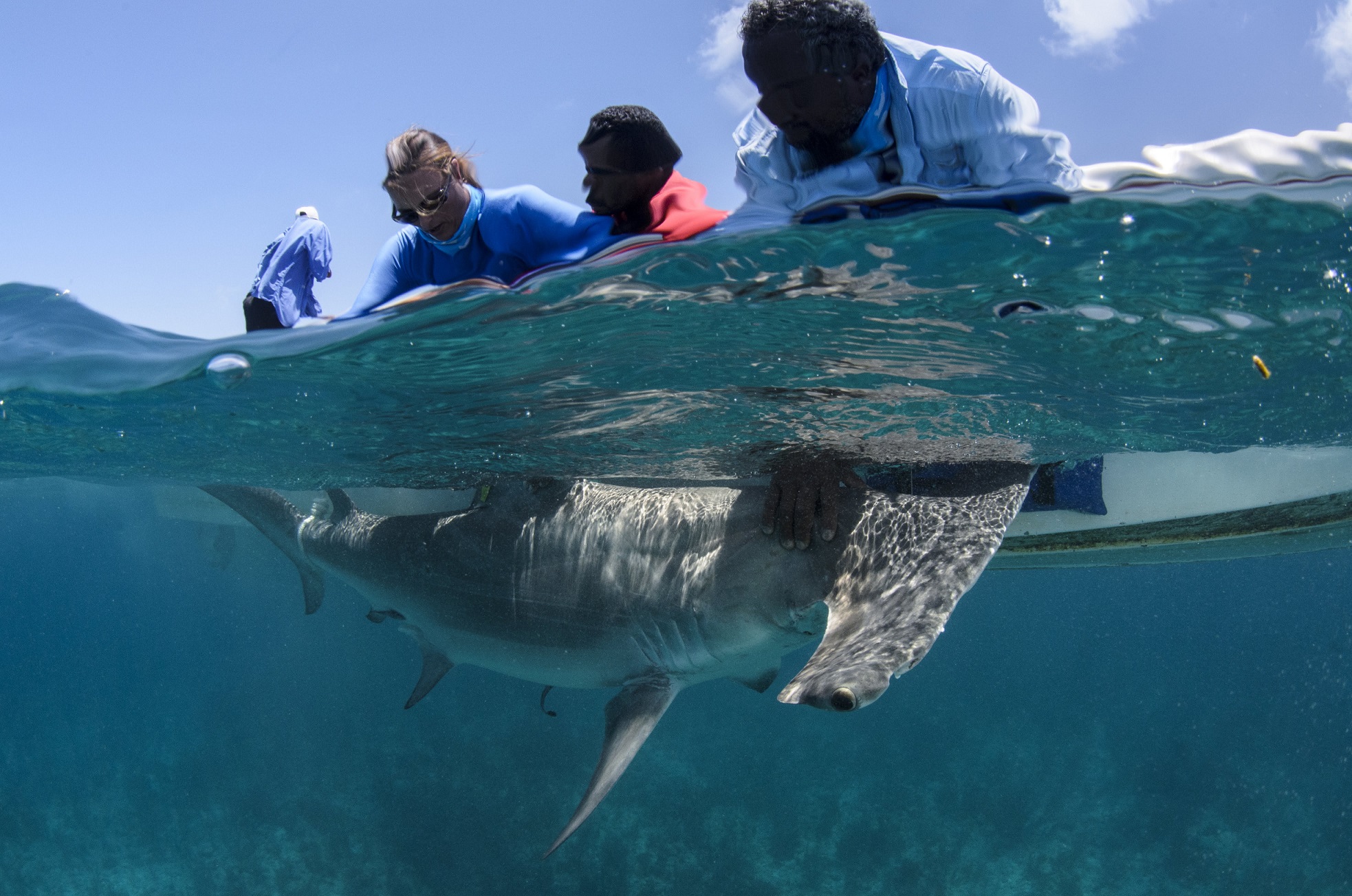 Saving sharks, Belize | Whitley Award