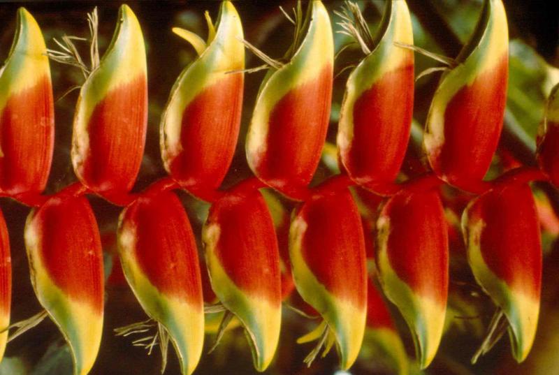 Endangered native plants of Colombia | Whitley Award