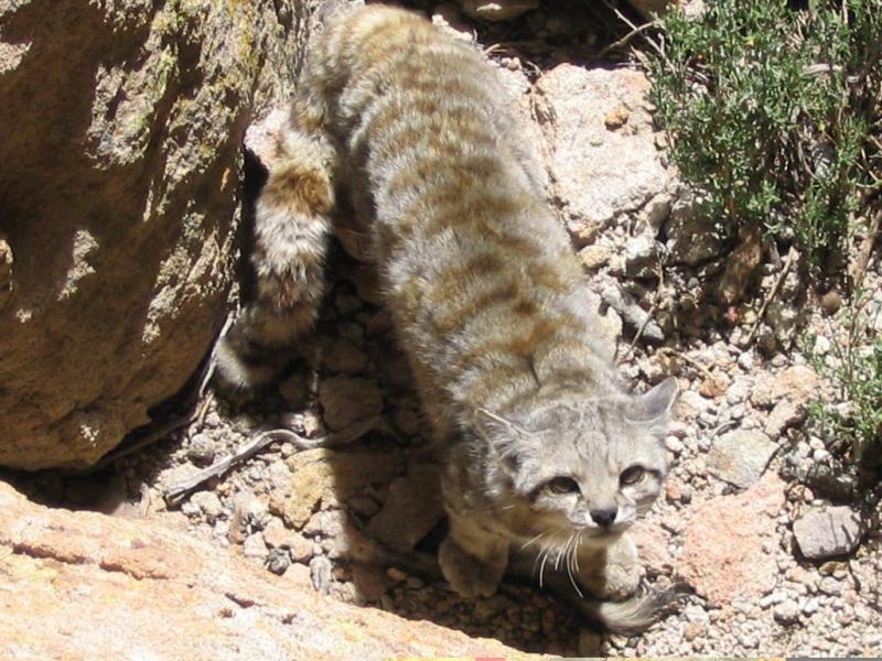 Andean Mountain Cat, Argentina | Whitley Award