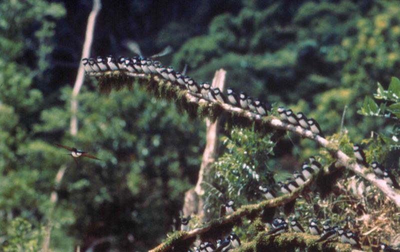 Endangered native plants of Colombia | Whitley Award