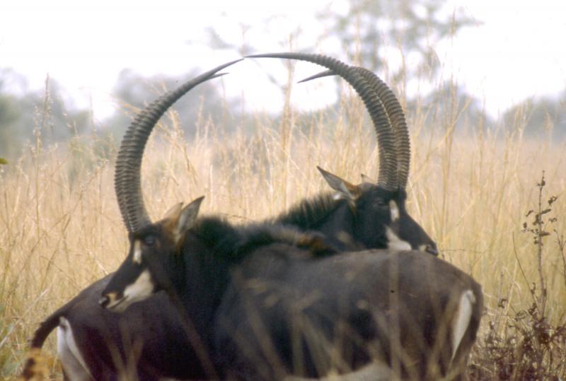Giant Sable Antelope, Malanje Province, Angola | Whitley Award