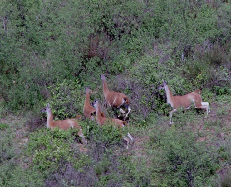 Parabiologists and conservation in the Bolivian Chaco, Bolivia and ...