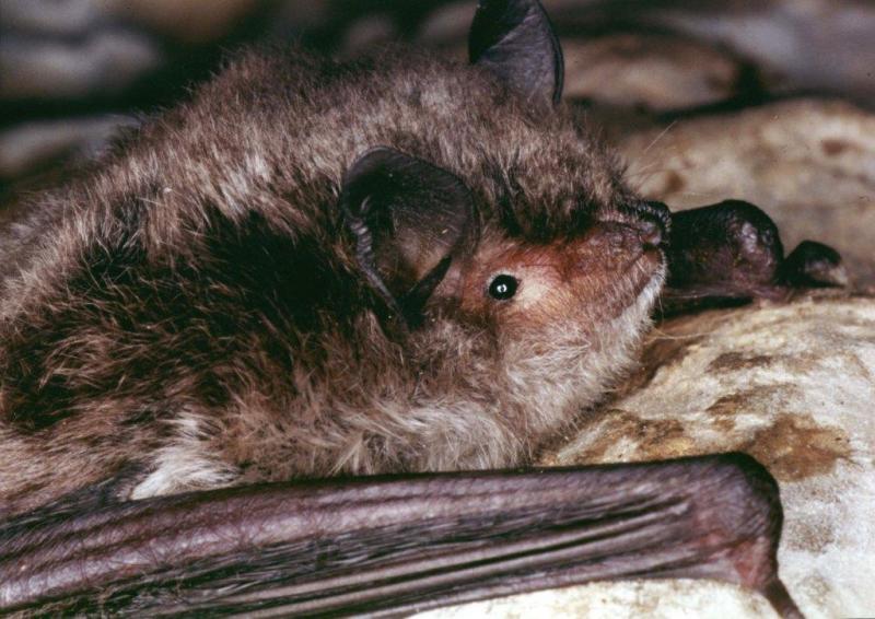 Conservation of the Longfingered Bat, Croatia | Whitley Award