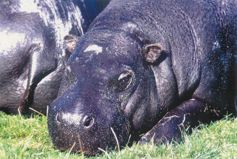 Pygmy Hippopotamus, Southeastern Liberia | Whitley Award