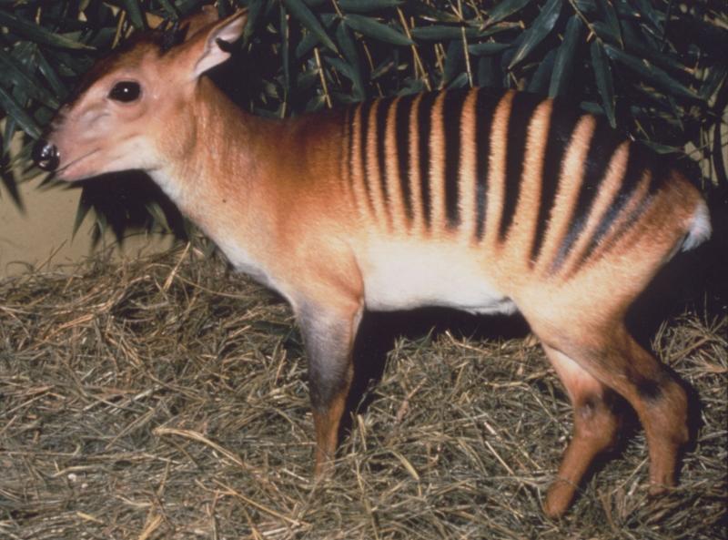 Pygmy Hippopotamus, Southeastern Liberia | Whitley Award