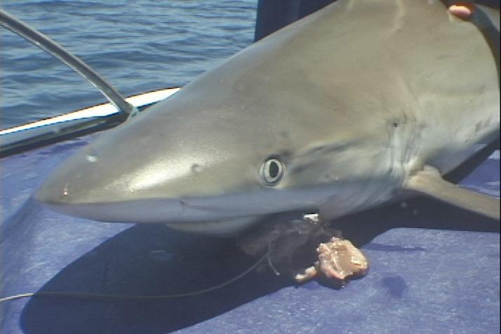 Sharks and fisheries, Costa Rica | Whitley Award