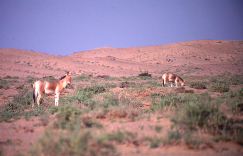 Sustainable resource use in the Gobi Desert, Mongolia | Whitley Award