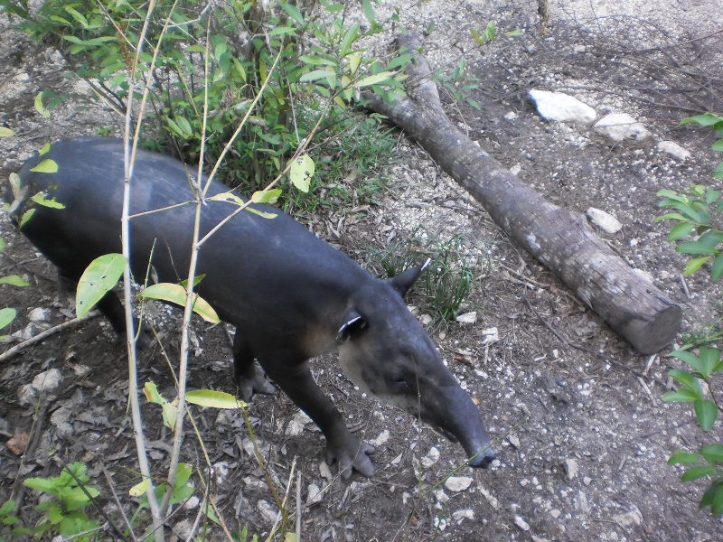 Belize’s Maya Golden Landscape | Whitley Award