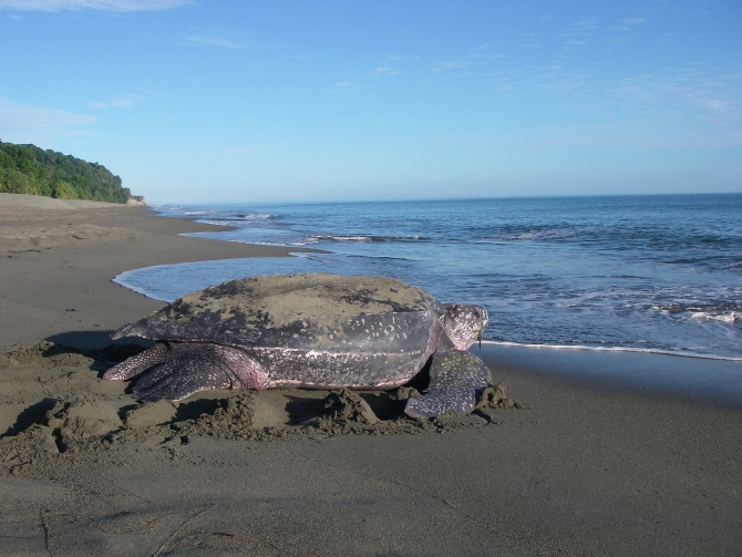 The last stronghold of nesting Pacific leatherbacks | Whitley Award
