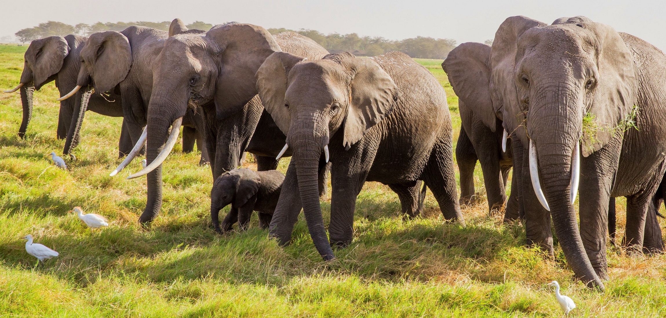 Hands off our elephants! | Whitley Award