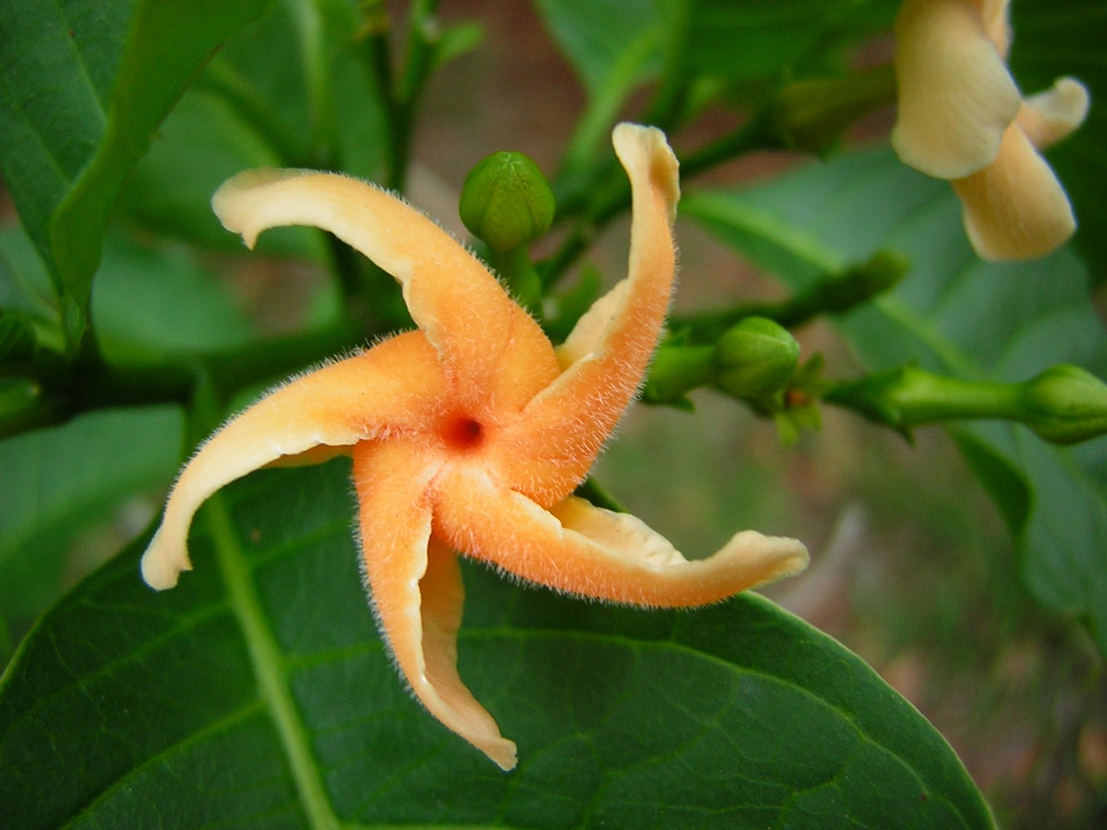 A national movement to protect Cuba’s plants | Whitley Award