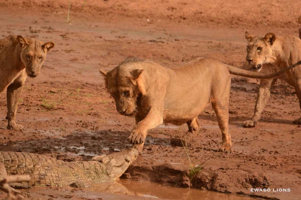 Ewaso Lions fight crocodile in the wild | Whitley Award