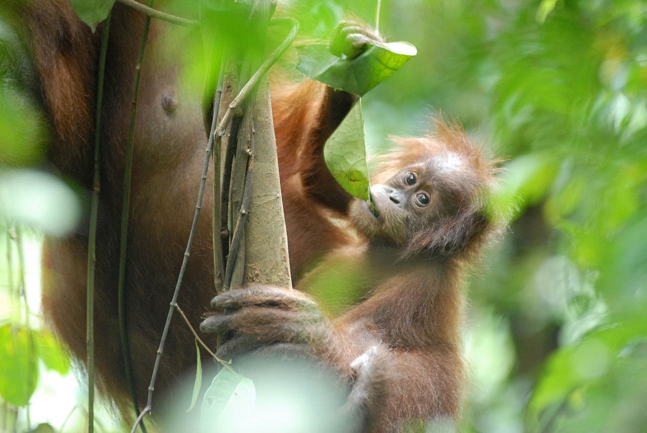 Protection of Sumatran orangutans and their habitat, Indonesia ...