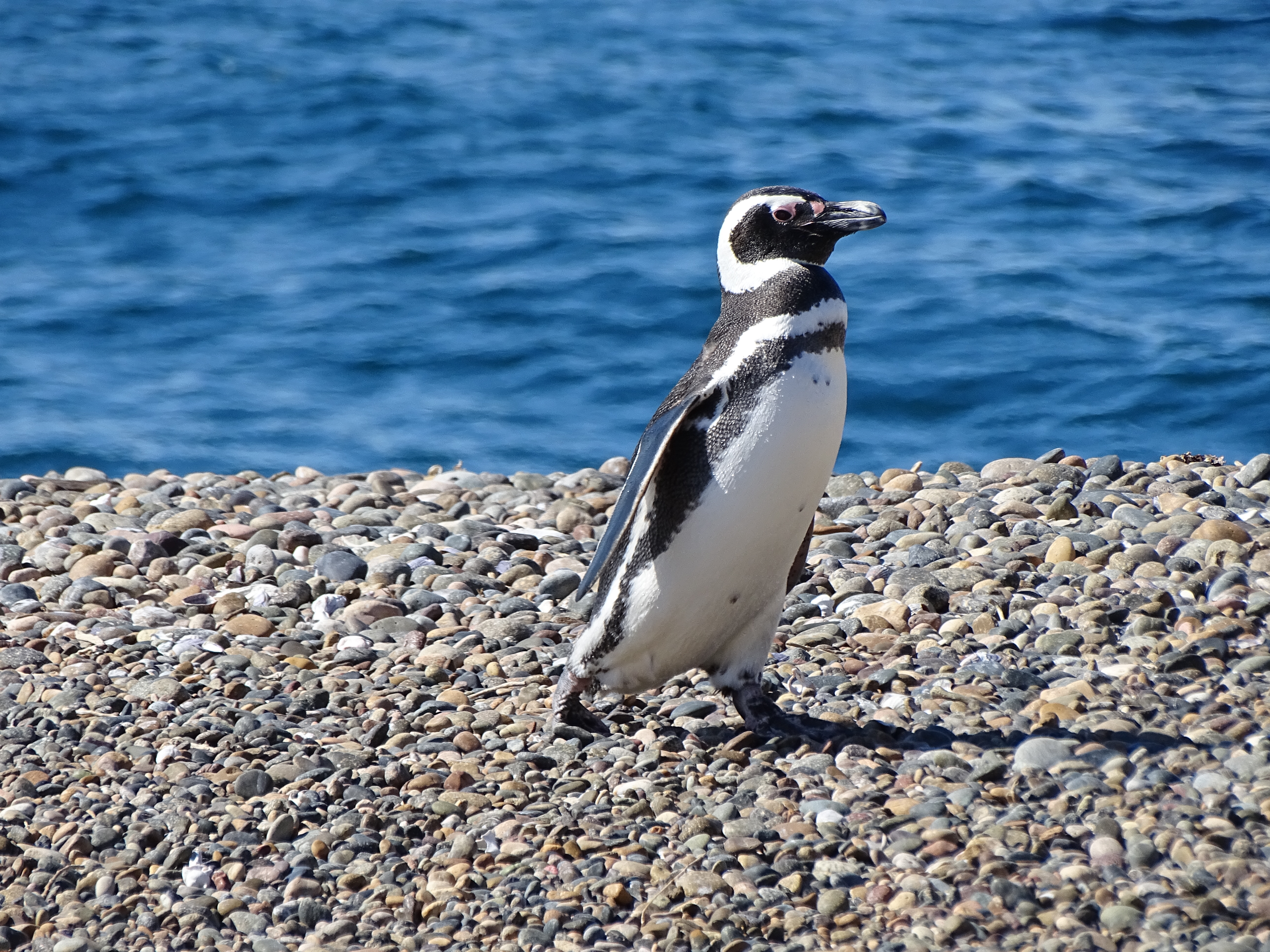 Pablo Borboroglu | Whitley Award