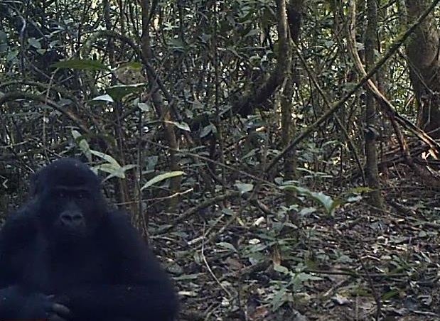 First footage of the elusive Ebo Forest gorillas | Whitley Award