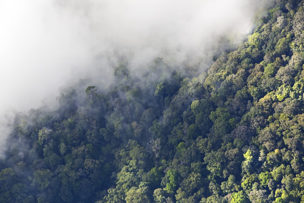 Saving Sumatra’s iconic species in the Leuser Ecosystem | Whitley Award