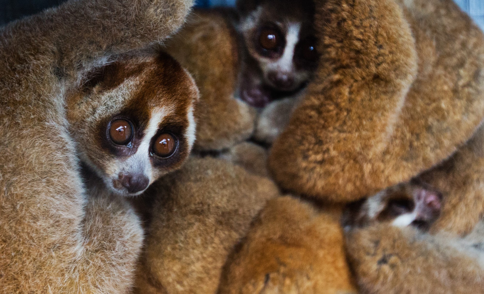 Saving Sumatra’s iconic species in the Leuser Ecosystem | Whitley Award