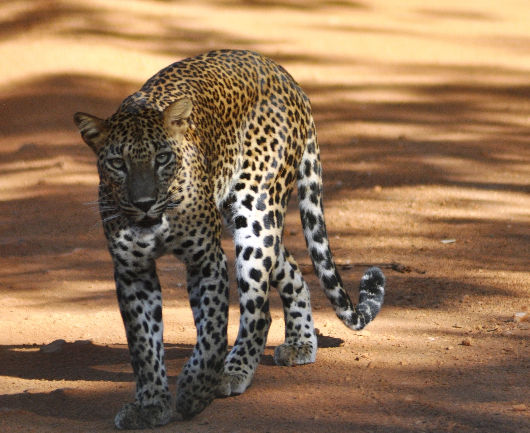 Leopards as a flagship for wildlife corridors | Whitley Award
