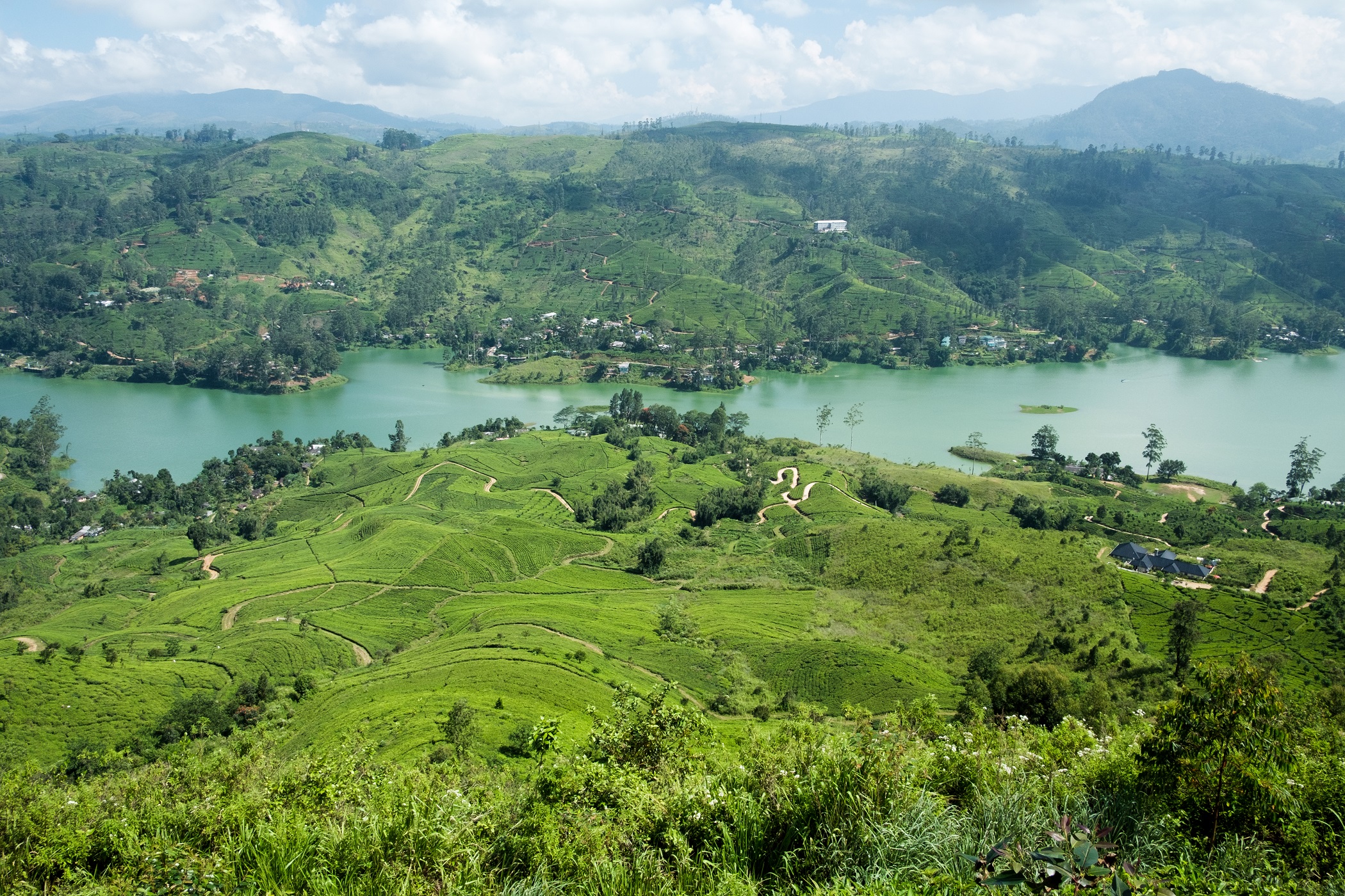 Leopards as a flagship for wildlife corridors | Whitley Award