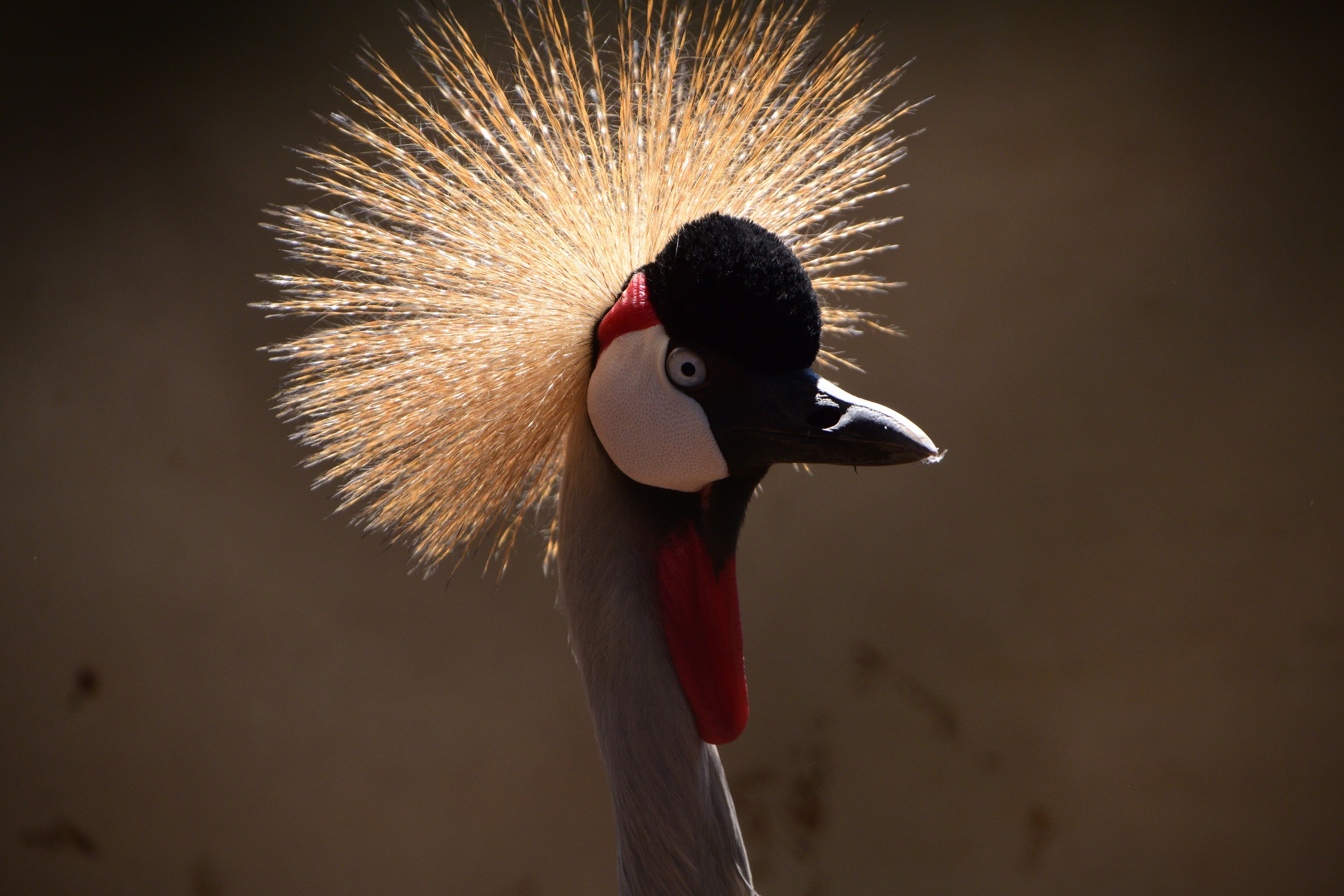 Conserving Rwanda’s emblematic Grey Crowned Crane | Whitley Award