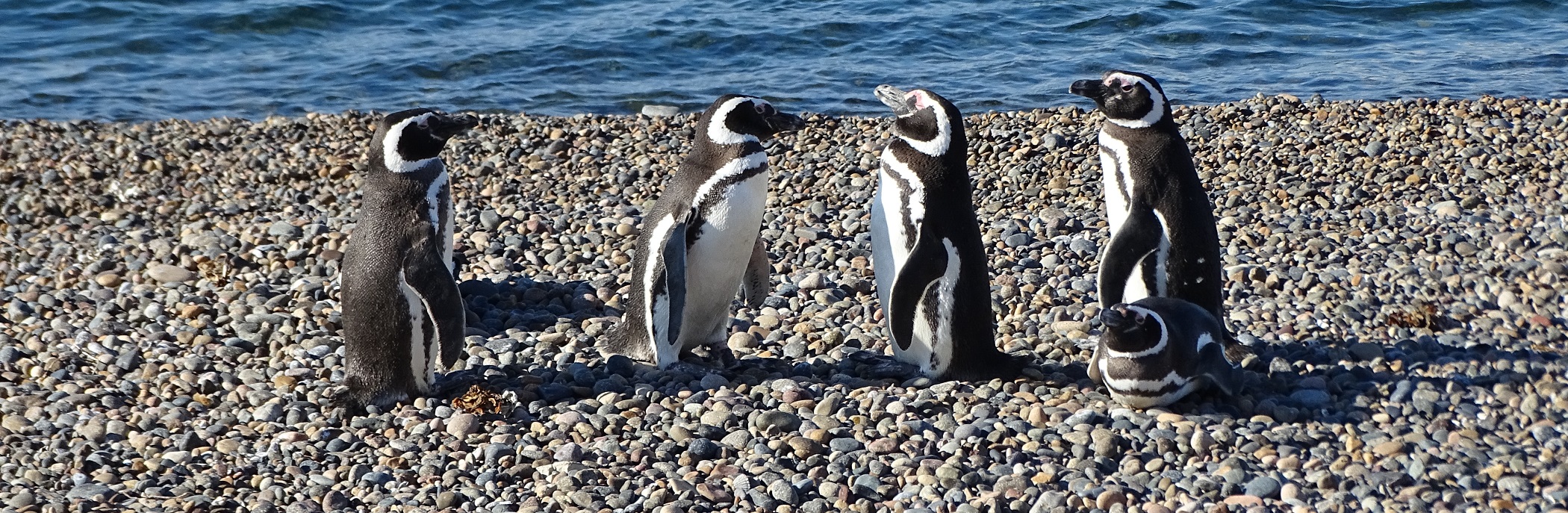 Global penguin conservation | Whitley Award