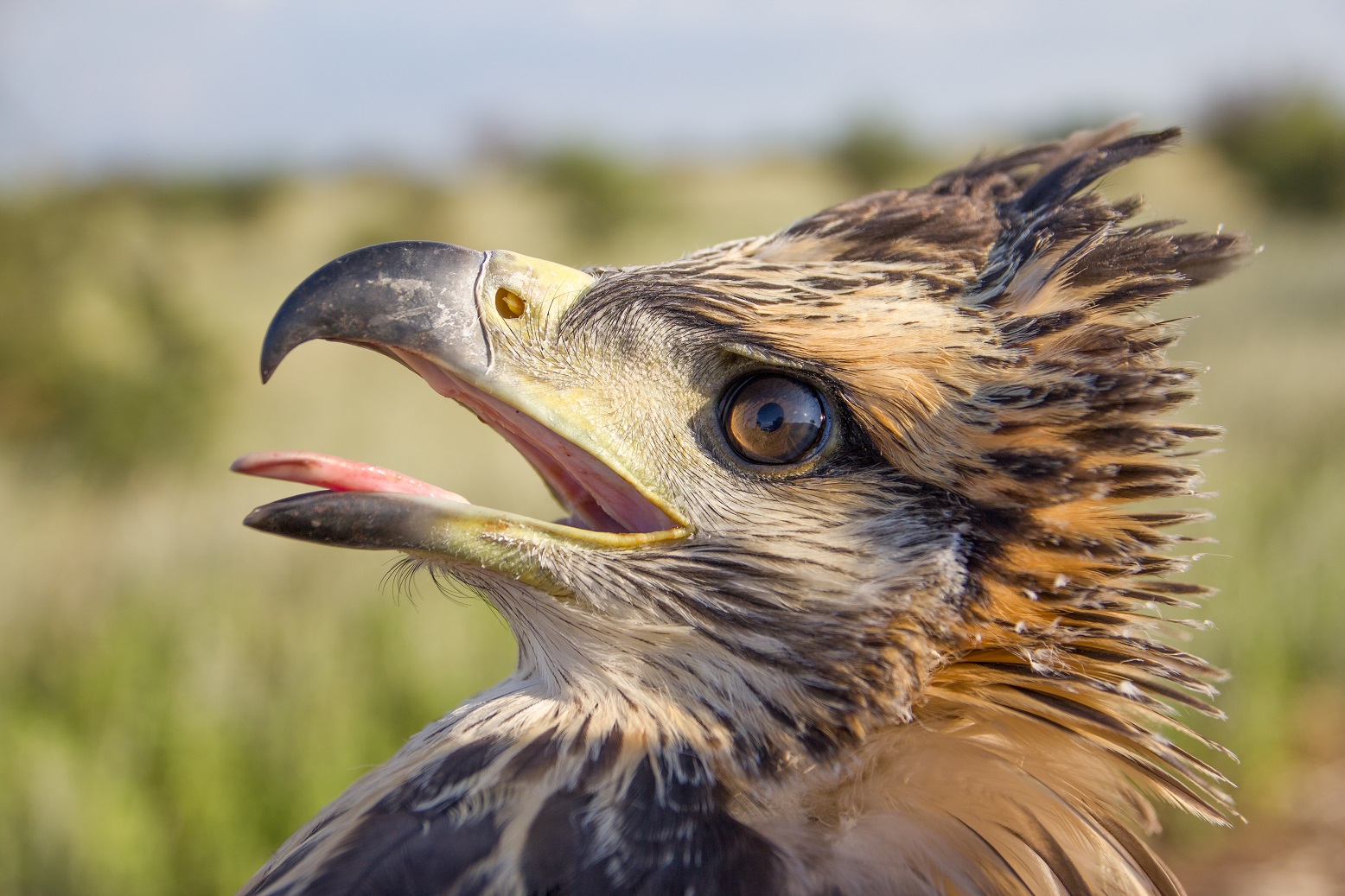 Jose Sarasola | Whitley Award 2019