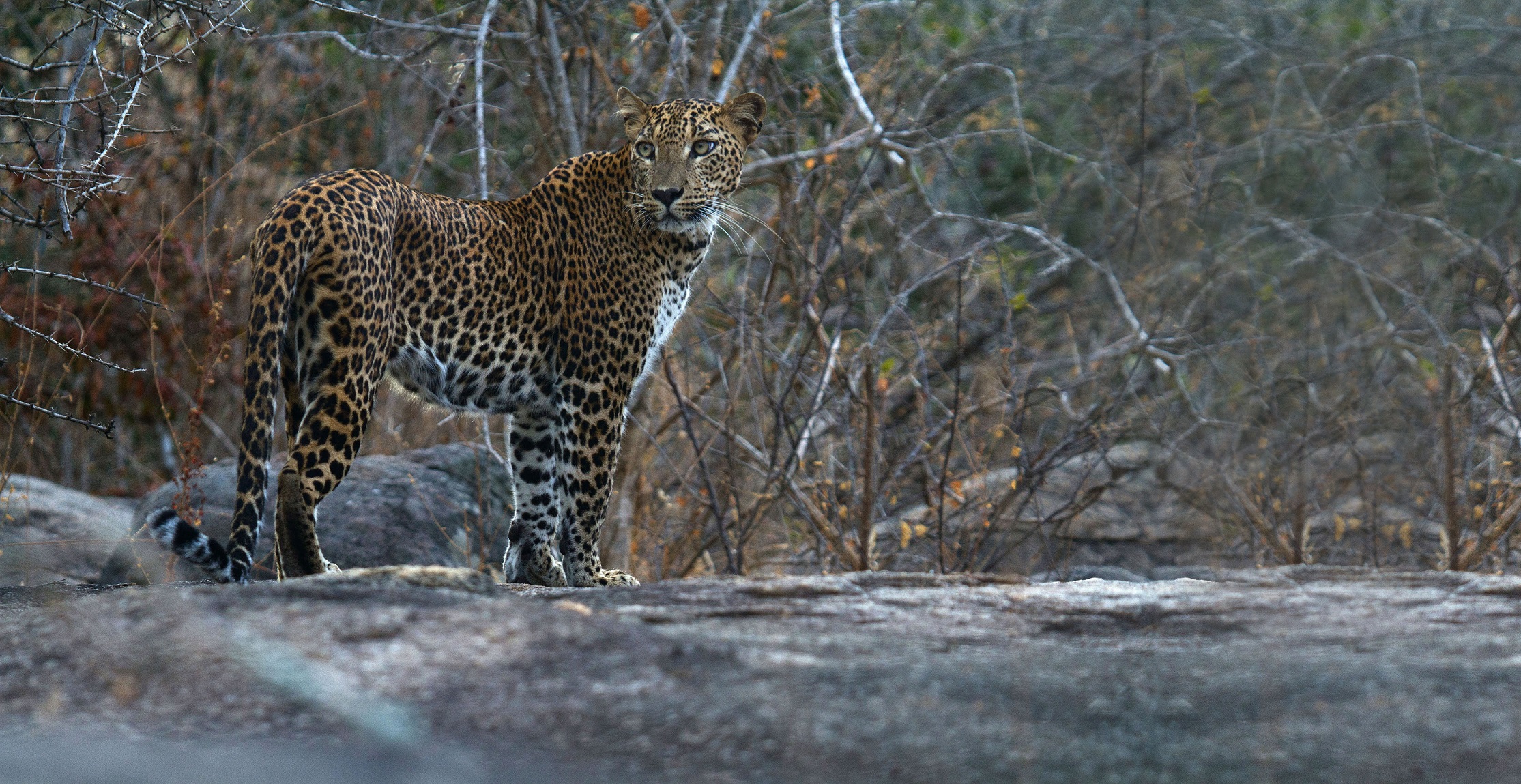 Winner Achievements 2019 | Whitley Award