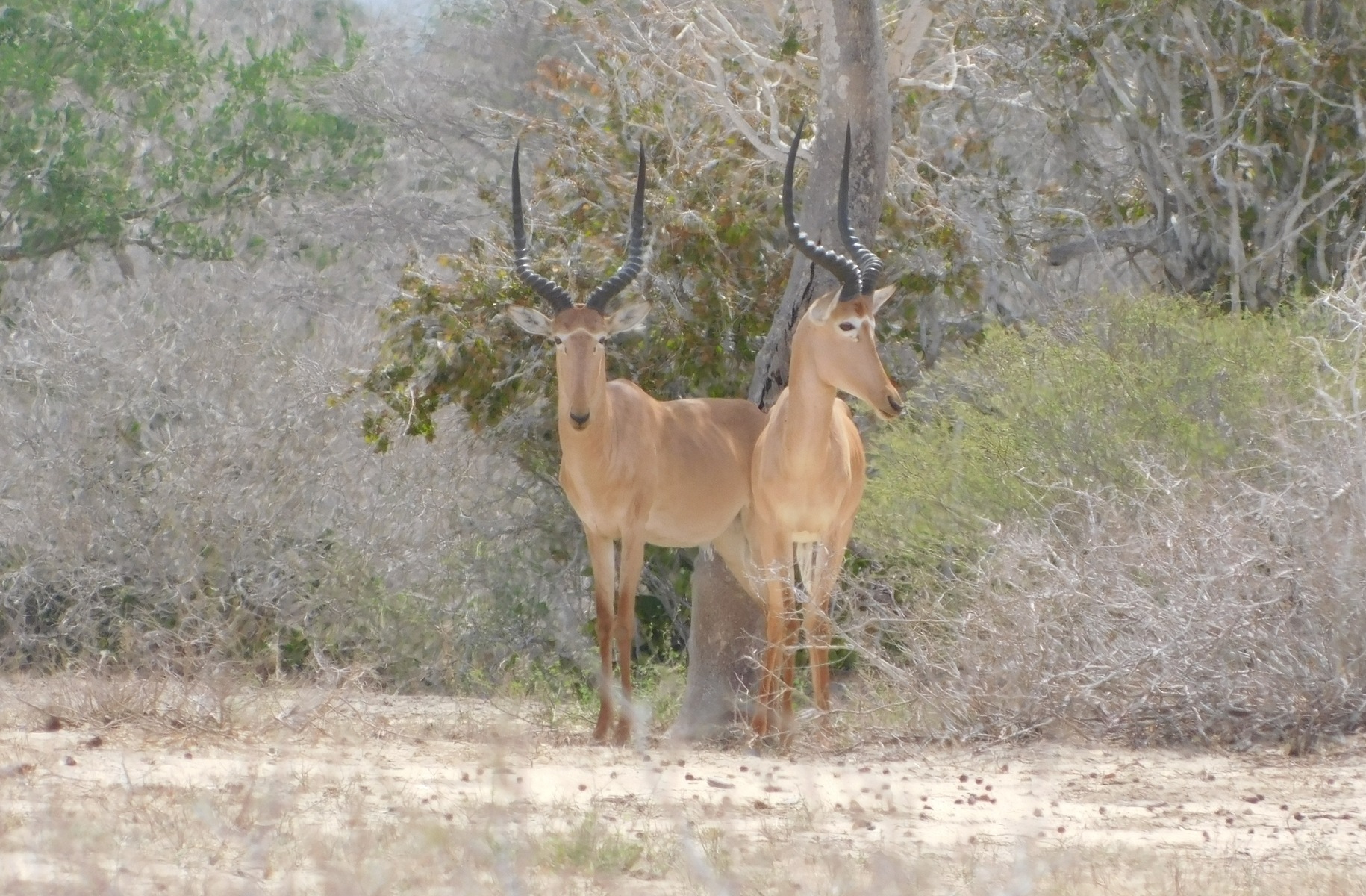 Abdullahi Hussein Ali | Whitley Awards 2020