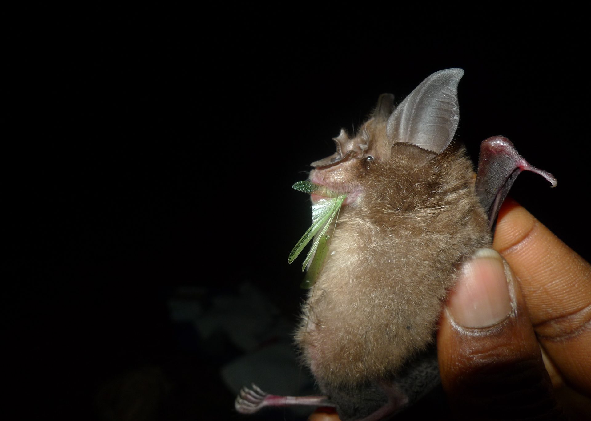 Iroro Tanshi | Nigeria | 2021 Whitley Award winner