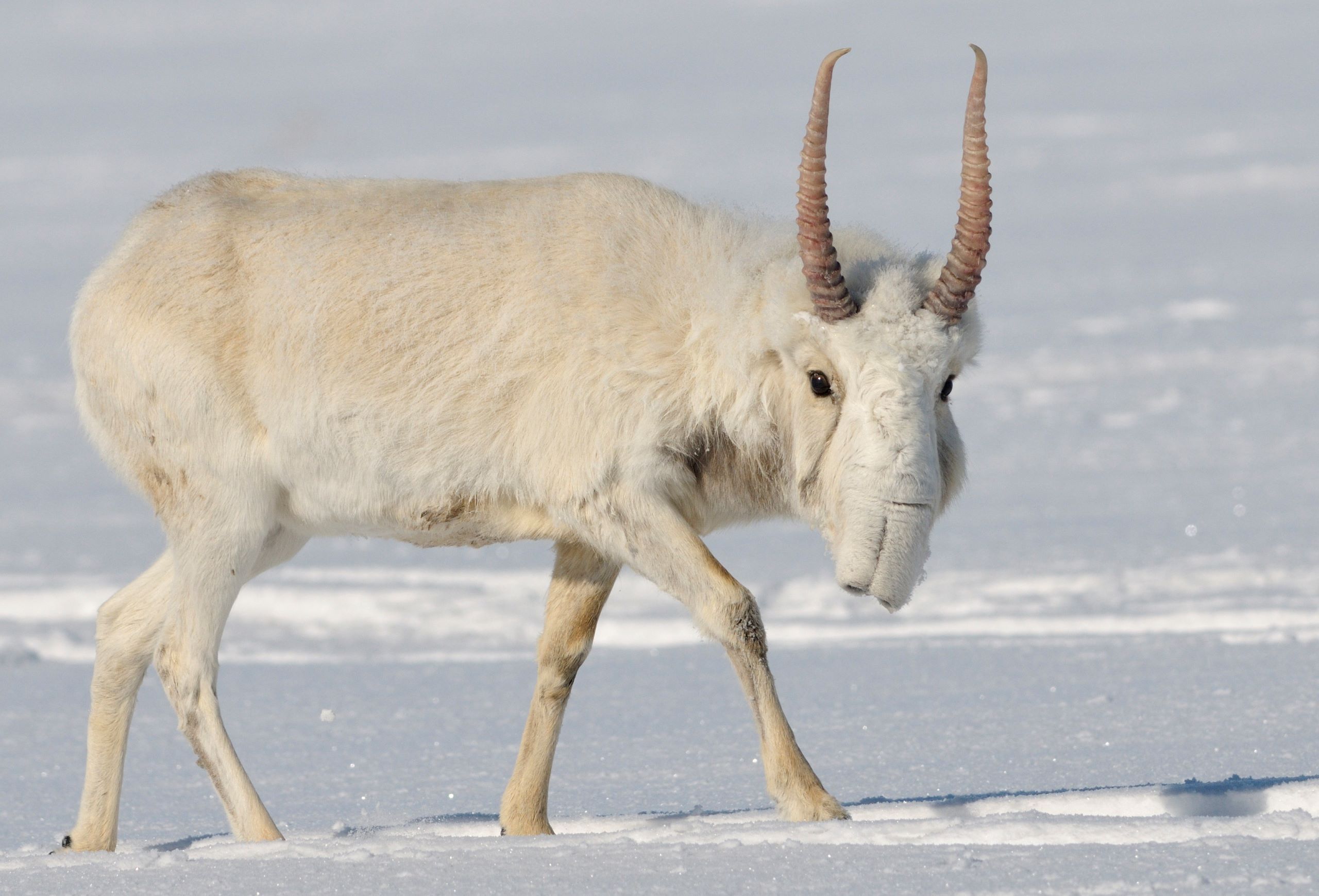 Building trust in data: Finding solutions for saiga antelope and people ...