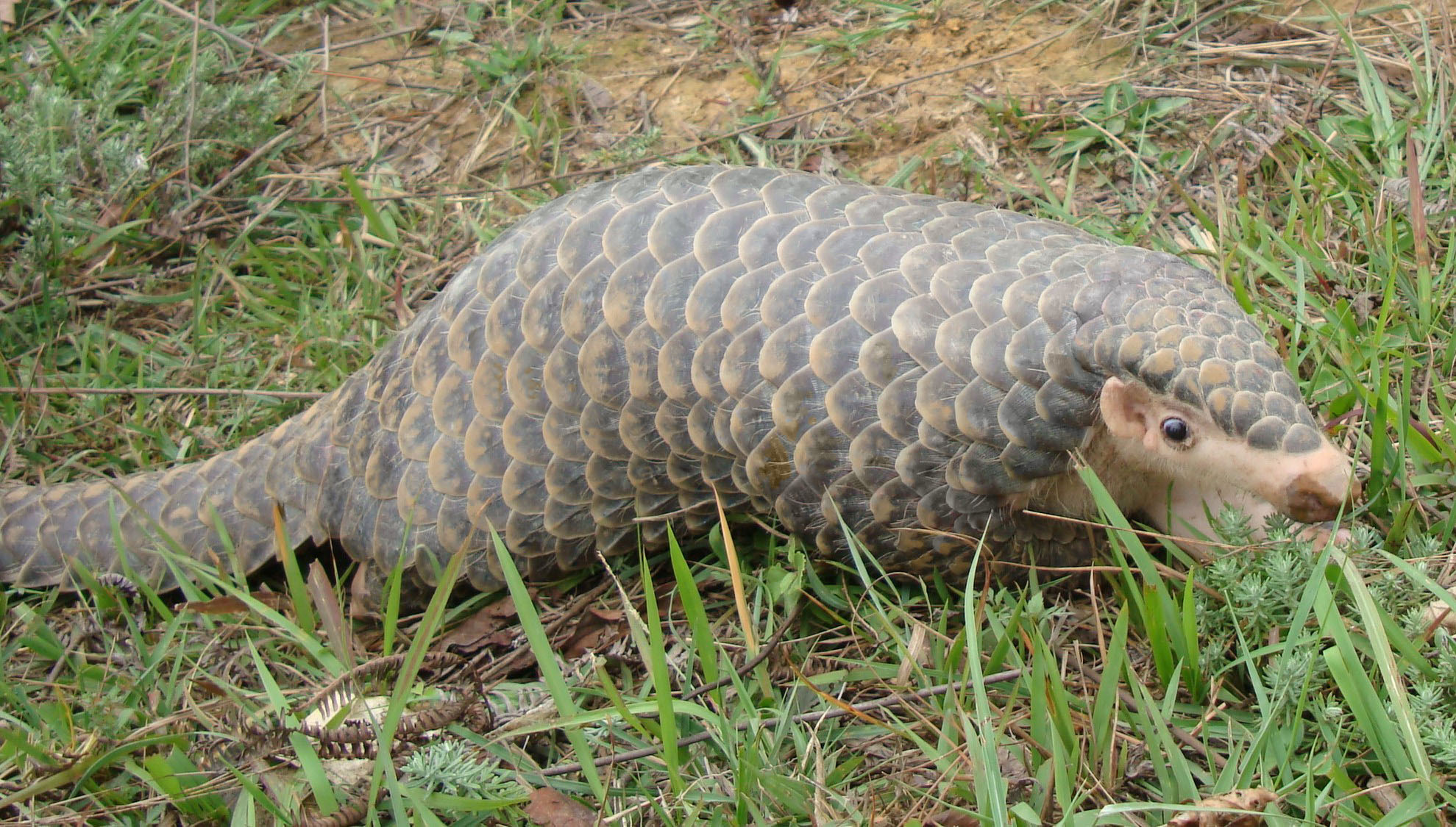 People and pangolins: Mutually beneficial conservation in Central Nepal ...