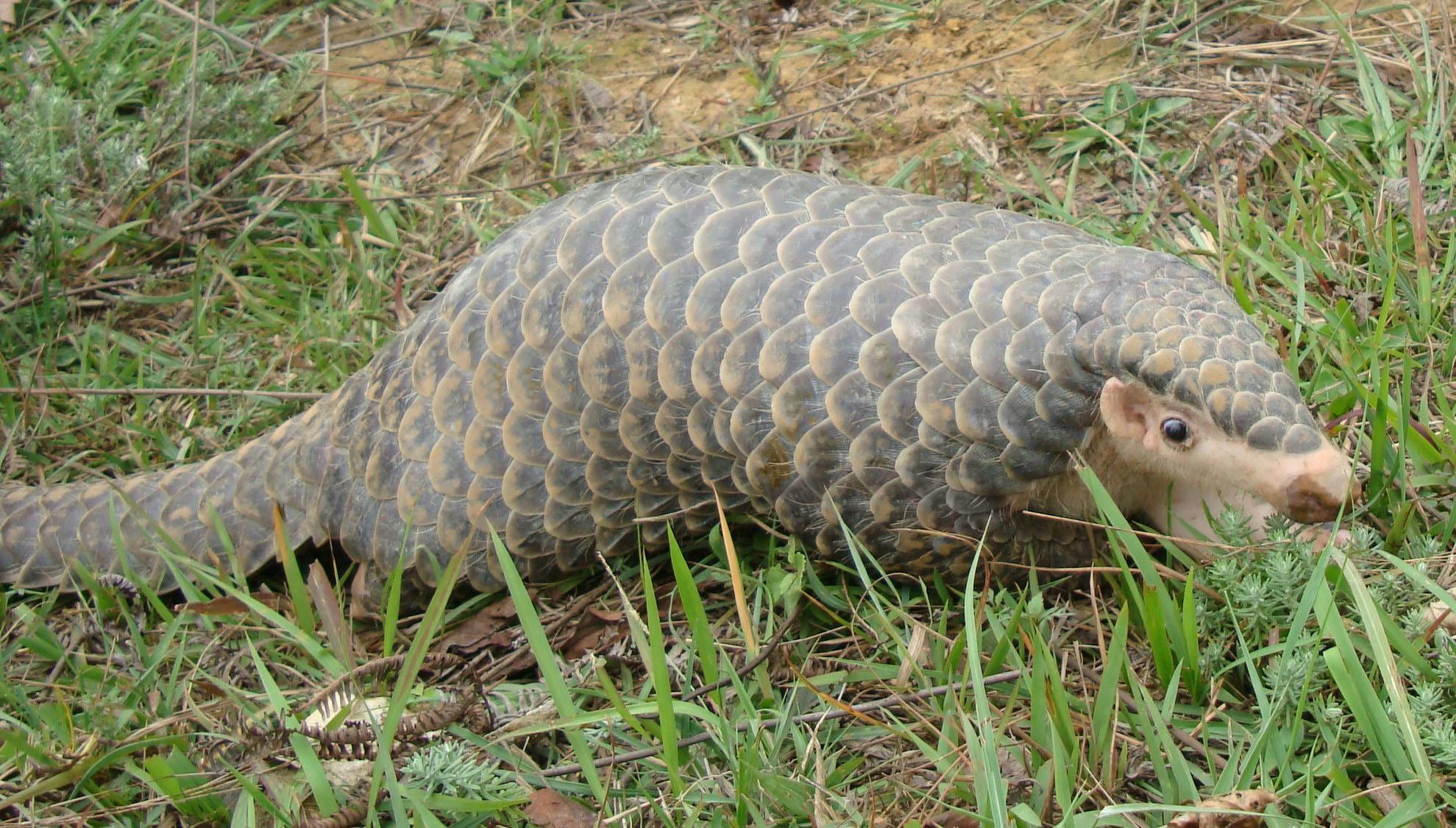 Chinese Pangolin
